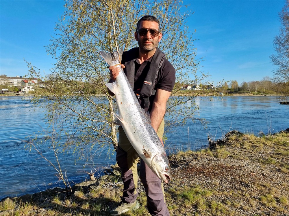 Blanklaxar på röd zon. / SFK Laxen